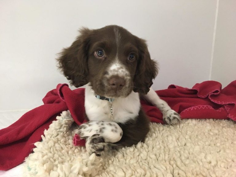 The Supervet Poppy - The Supervet