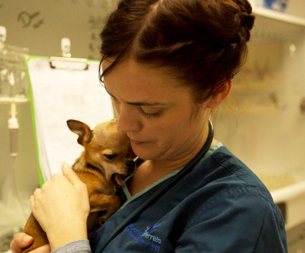 The Supervet Arlo - The Supervet