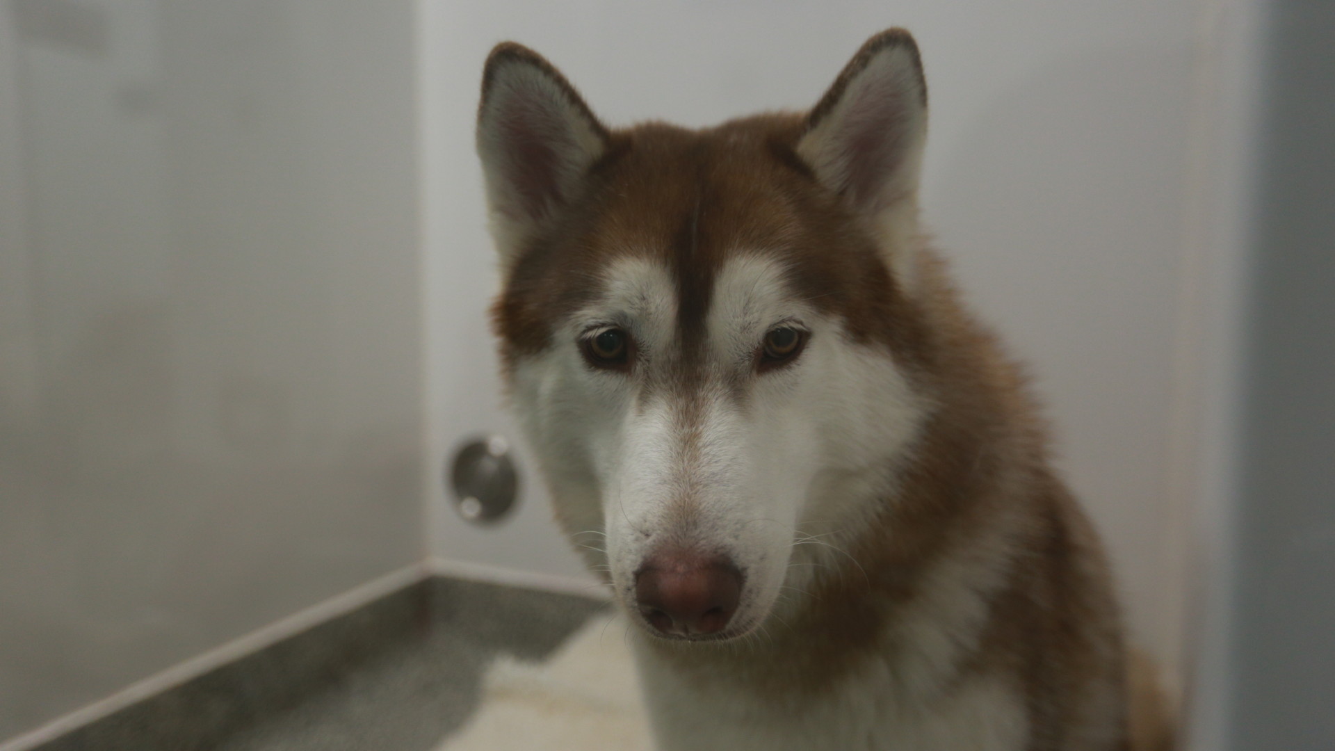 The Supervet Botus - The Supervet