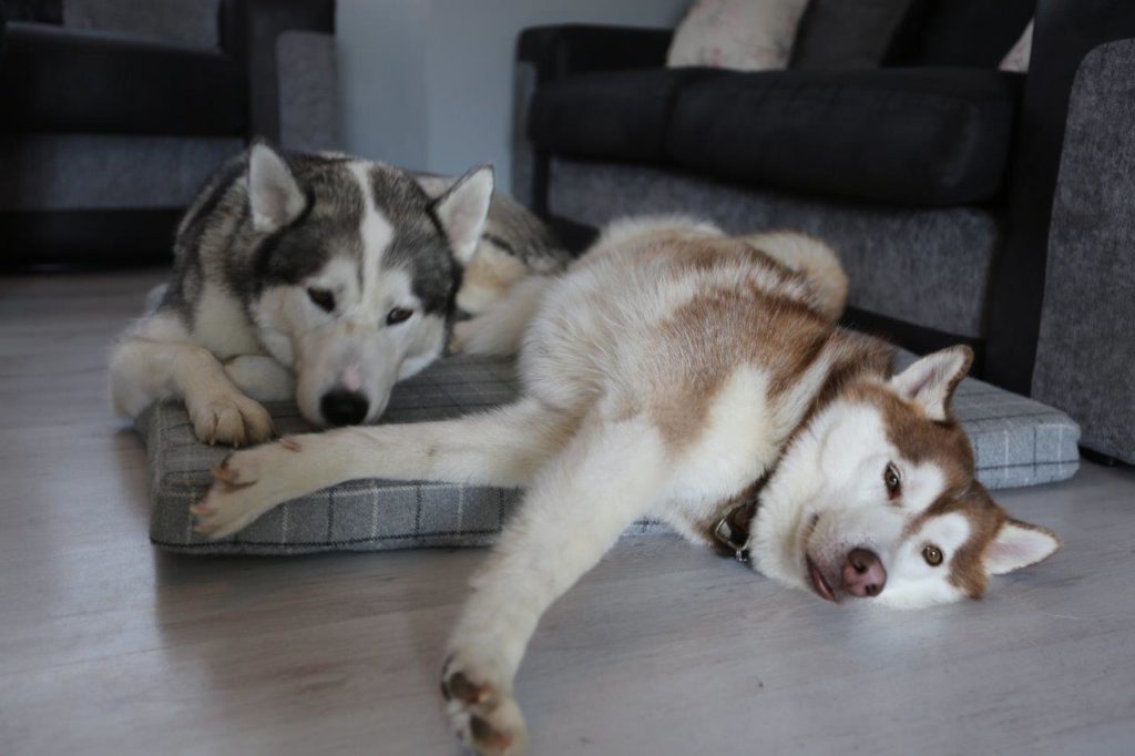 The Supervet Botus - The Supervet