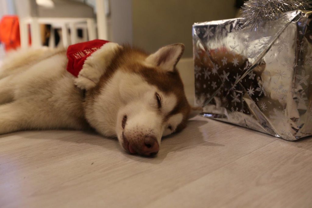 The Supervet Botus - The Supervet