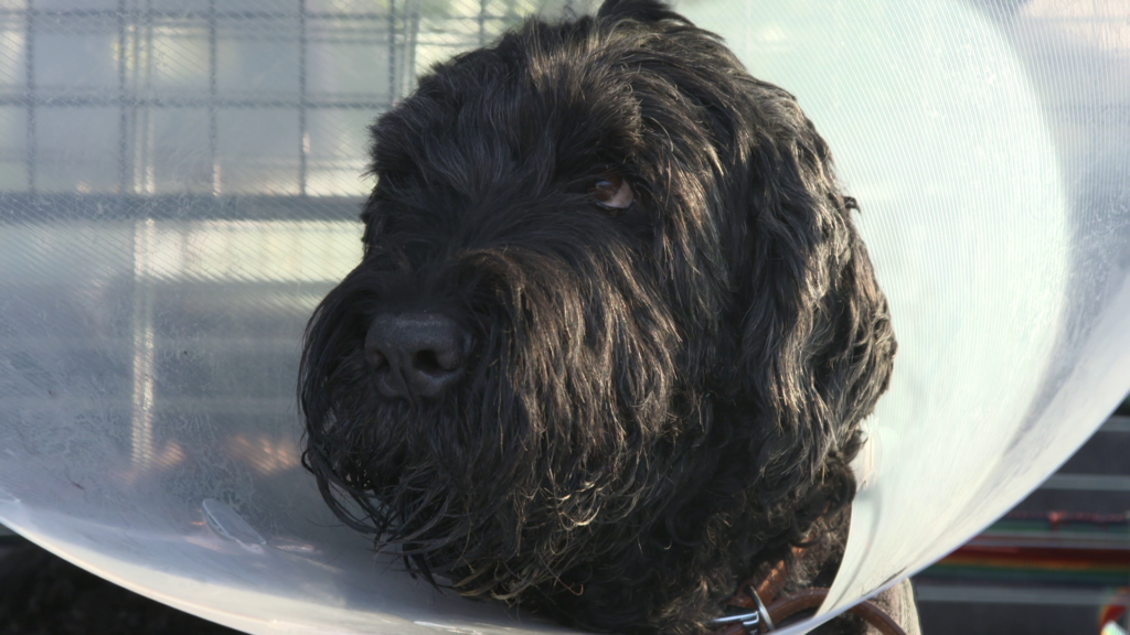 The Supervet Raz - The Supervet