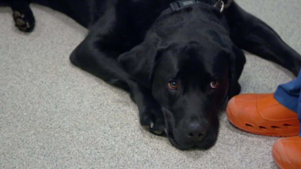 The Supervet Moogi - The Supervet