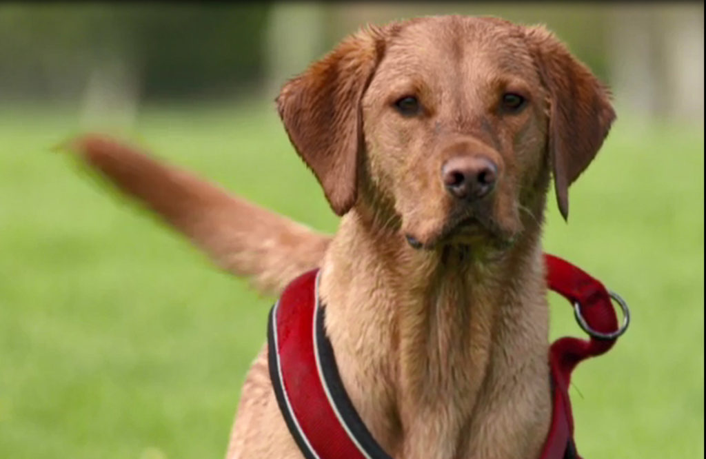 The Supervet Simba - The Supervet