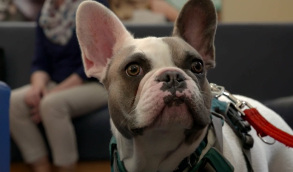 The Supervet Dave - The Supervet