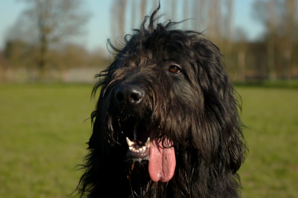 The Supervet Raven - The Supervet