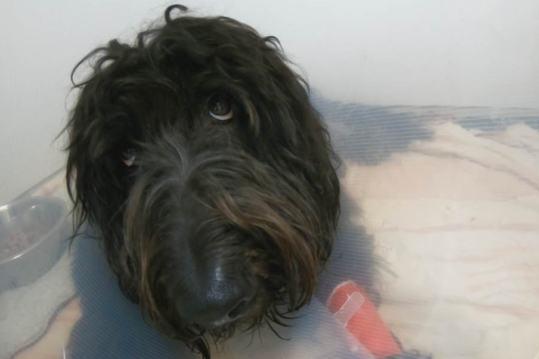 The Supervet Raven - The Supervet