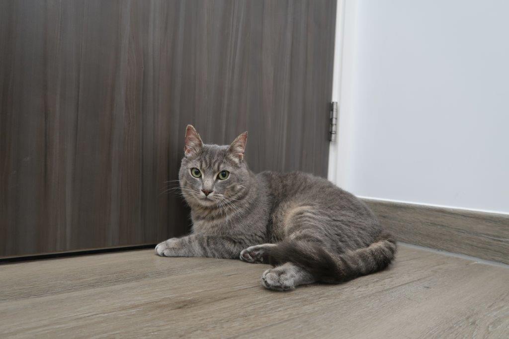 The Supervet Oz - The Supervet